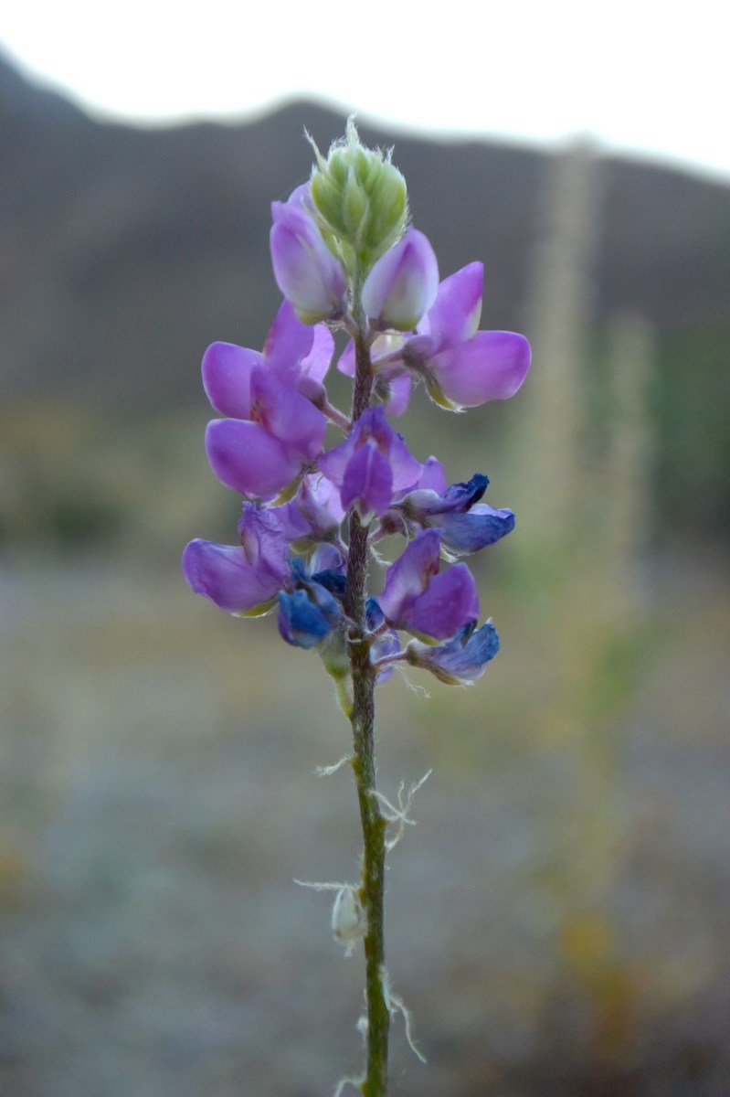 When the flower revealed herself. – Alma de Colibrí